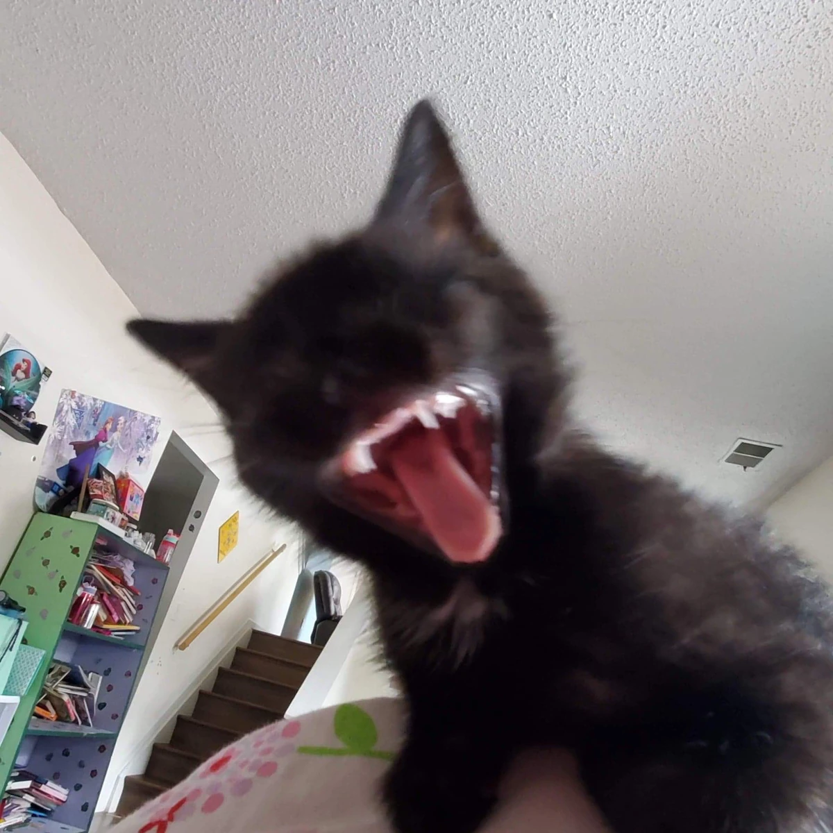 Characters | Silly Cat TV Series Wiki | Fandom